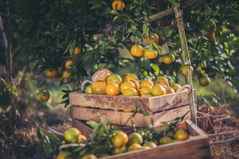 Orange box on wooden stock photo. Image of orange, garden - 163977472