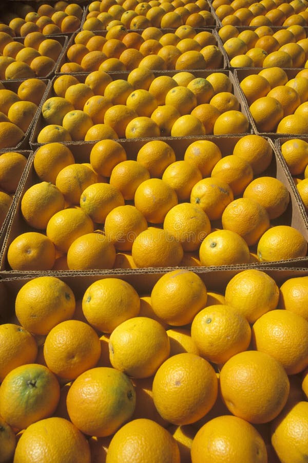 180+ Orange boxes Free Stock Photos - StockFreeImages