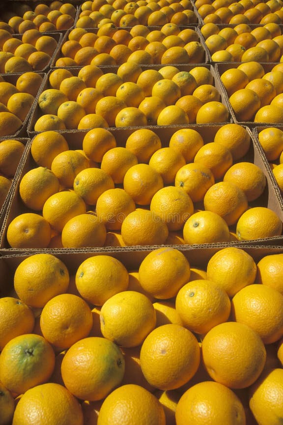 Orange boxes stock photo. Image of drink, orange, california - 26253974