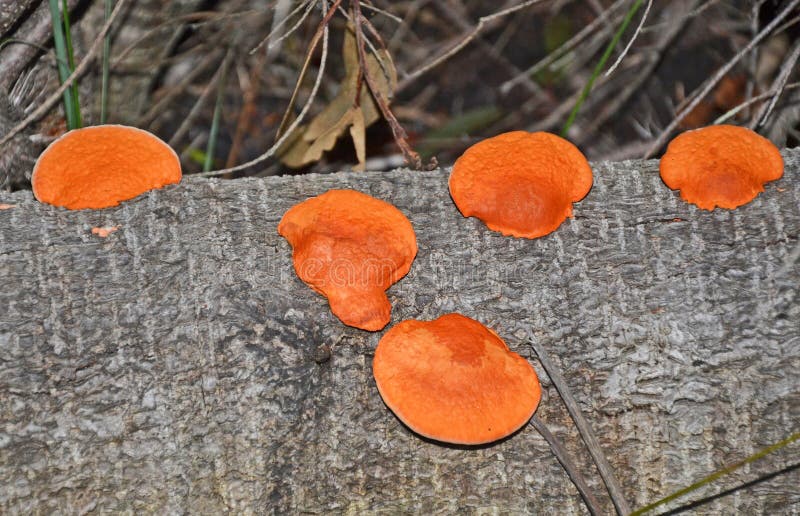 Orange Bracket Fungus (Pycnoporous Coccineus) Stock Image - Image of ...