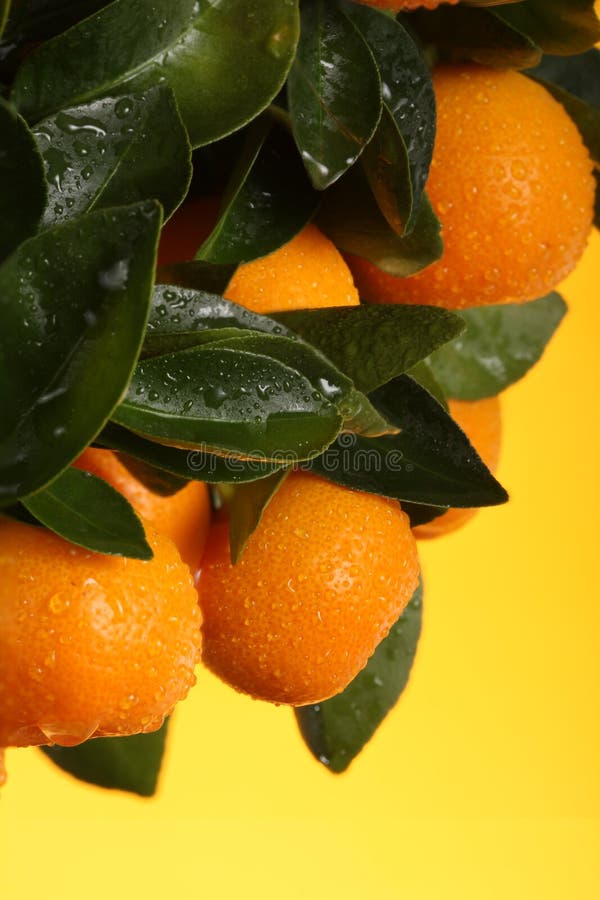 Orange branch stock image. Image of green, water, vitamin - 18630945
