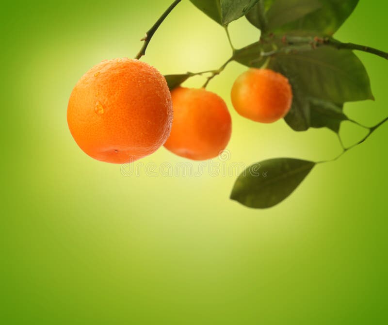 Orange Branch stock photo. Image of countryside, light - 4770060