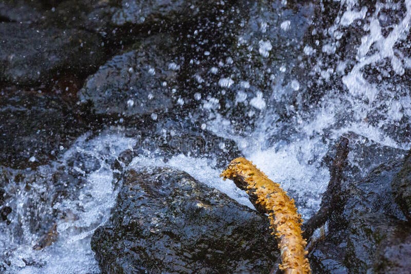 Orange Branch Hanging Over the Base of a Connecticut Waterfall Stock ...