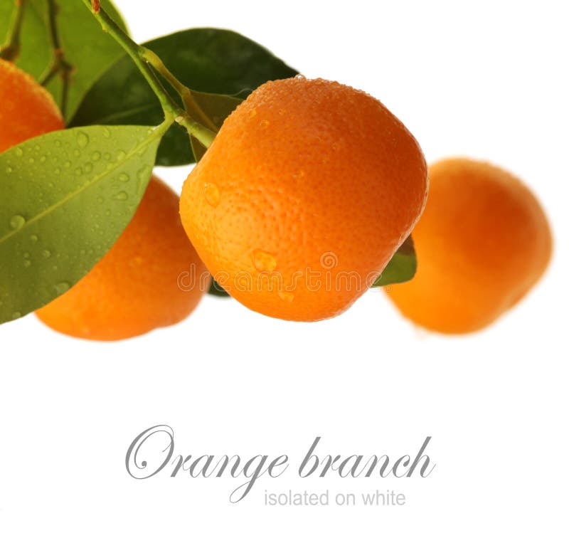 Orange Branch stock photo. Image of countryside, light - 4770060