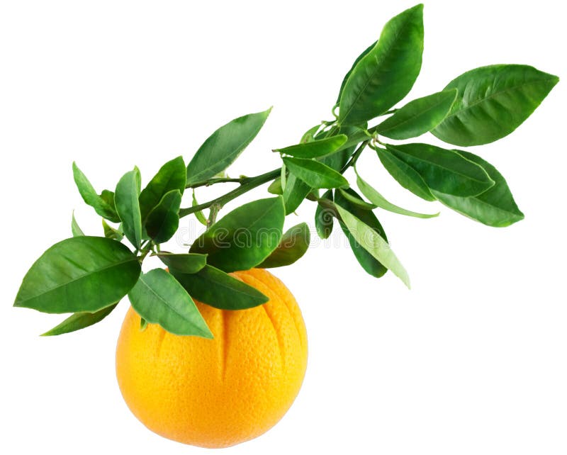 Orange Branch stock photo. Image of countryside, light - 4770060