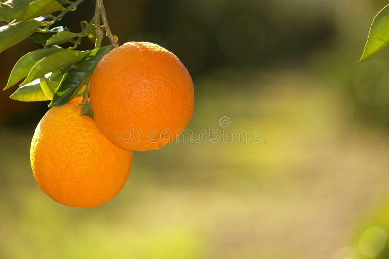 Orange, branch orange tree stock photo. Image of green - 49021648