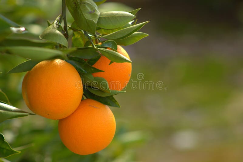 Orange, branch orange tree stock photo. Image of flower - 49021048