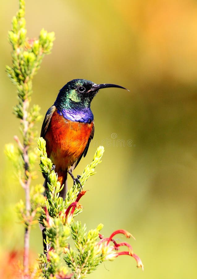 Orange Breasted Sunbird stock image. Image of violacea - 13009649
