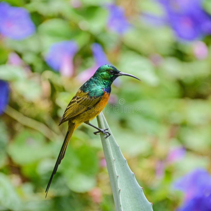 Orange-breasted Sunbird stock image. Image of wildlife - 68750285