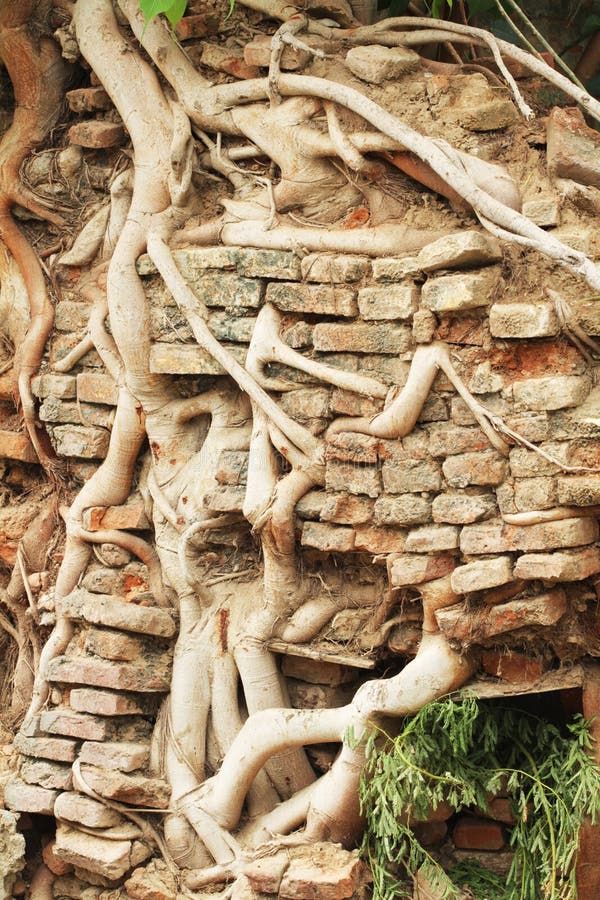 Orange Brick Wall with Ancient Root Tree Stock Photo - Image of cool ...