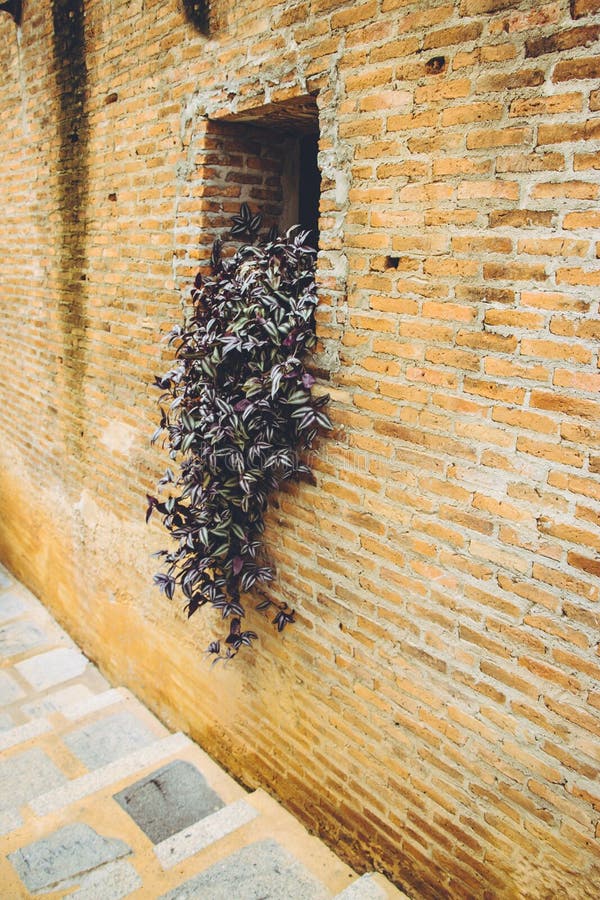 Orange Brick Wall and Window with the Bush Stock Photo - Image of ...