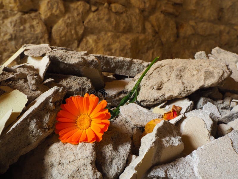 Orange stock image. Image of life, still, broke, orange - 160427825