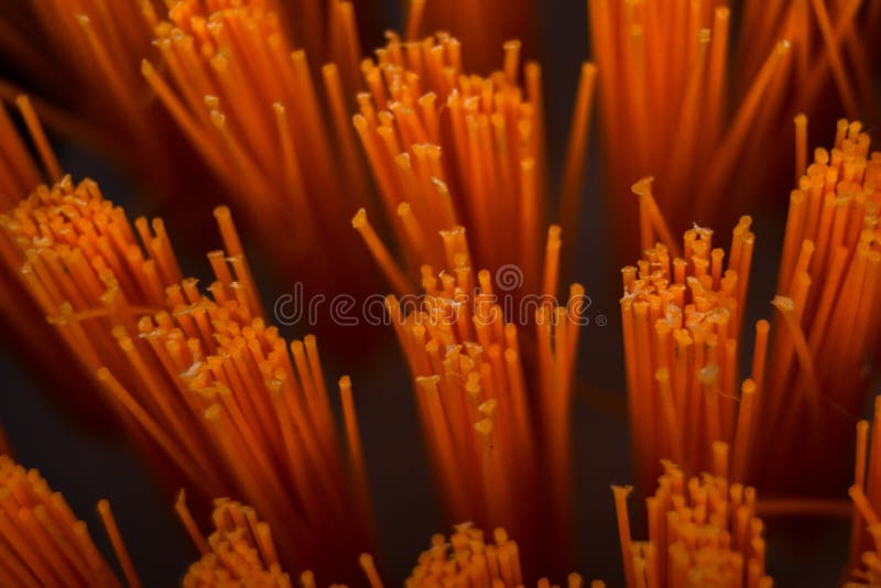 Orange Broom Macro Photography Stock Image - Image of orange, escoba ...