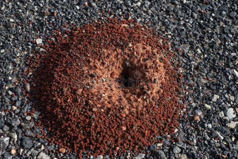 Anthill Ants Round at the Stones Stock Photo - Image of healthy, house ...