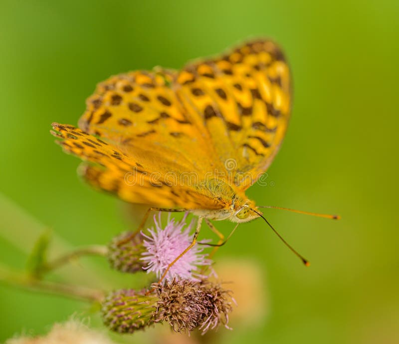 Orange Brown Butterfly Sitting on Thistle Flower Stock Photo - Image of ...