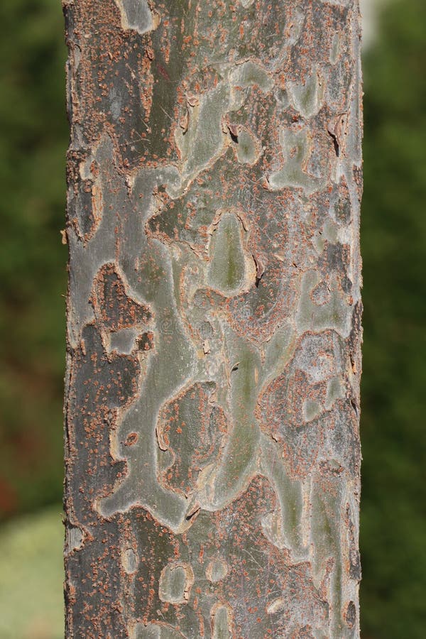 Orange, Brown, and Green Lacebark Elm Tree Trunk Against Green Stock ...
