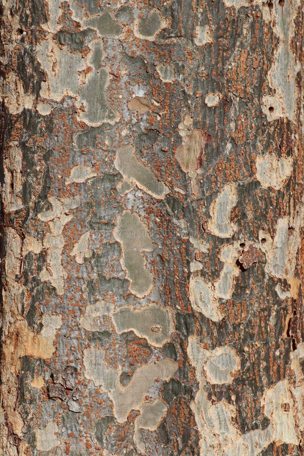 Orange and Brown Lacebark Elm Tree Trunk Bark Detail Stock Image ...