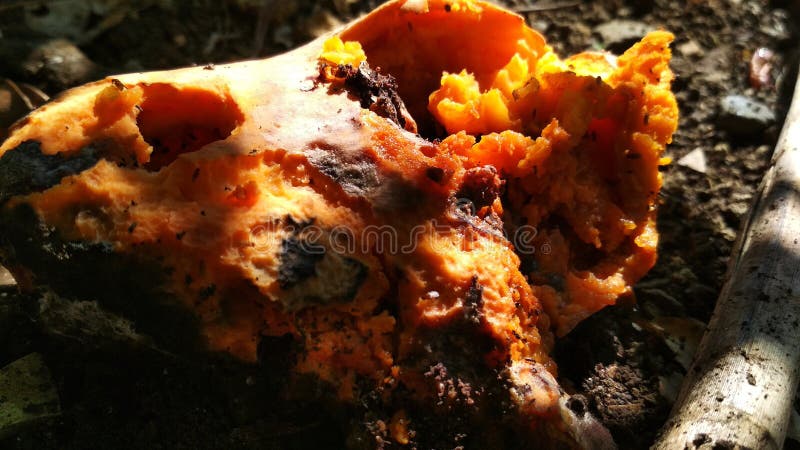 Orange-brown rotten papaya stock image. Image of dessert - 185000141