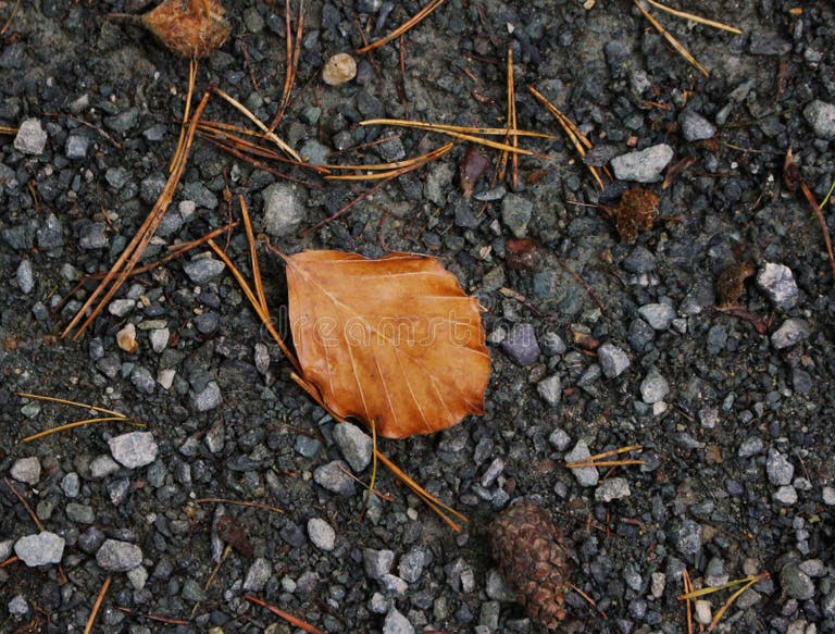 Orange Brown Single Leaf on Ground in Fall Stock Photo - Image of ...