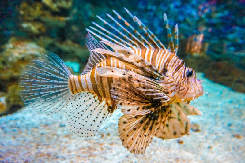 Orange, Brown and White Venomous Coral Reef Fish Stock Photo - Image of ...