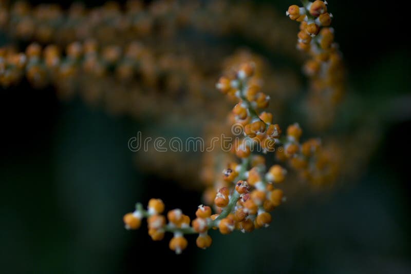 Orange bud clusters stock image. Image of fresh, bokeh - 178915647