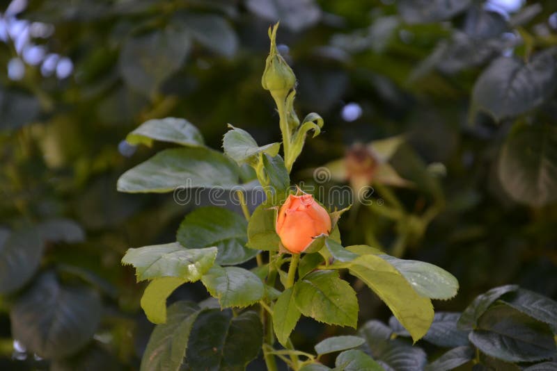 Orange bud stock image. Image of spring, gentle, flower - 85417091