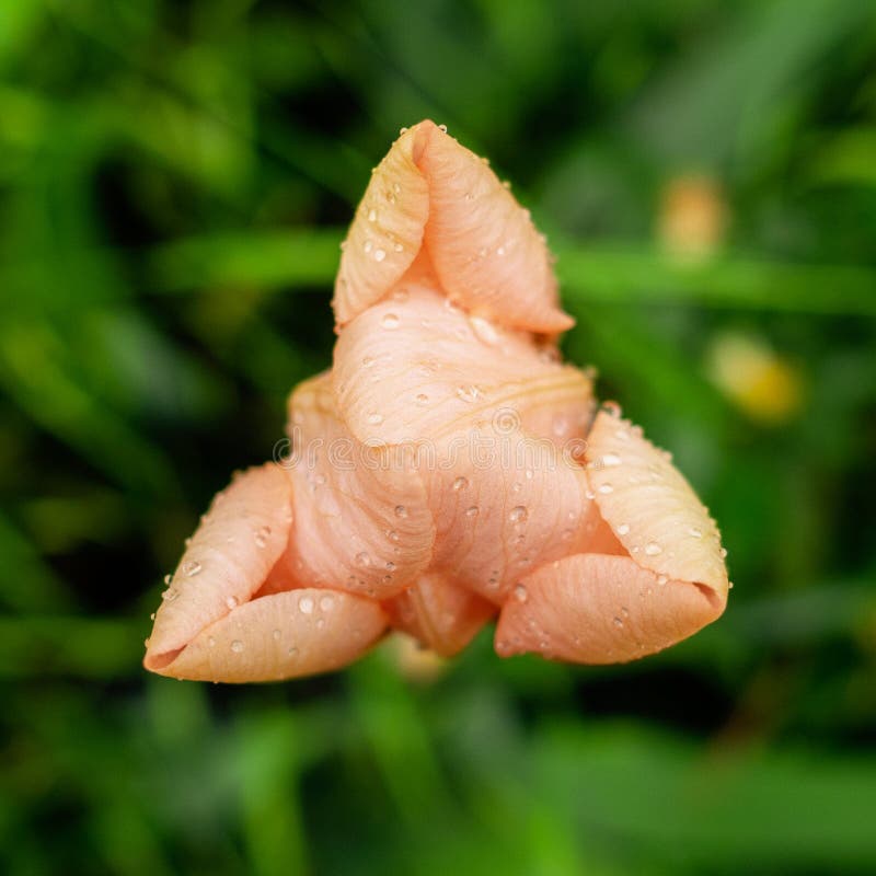 Orange Bud is the Iris. Top View of a Closed Flower in the Front Garden ...