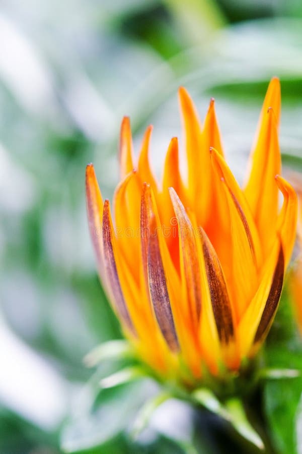 805 Fire Buds Stock Photos - Free & Royalty-Free Stock Photos from ...