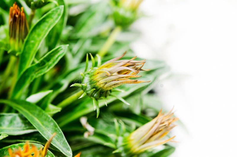 Orange buds stock image. Image of foliage, background - 60983625