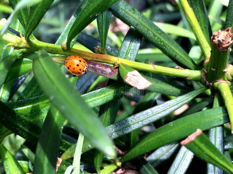 Orange Bug with Black Spots Stock Image - Image of axyridis, frontal ...