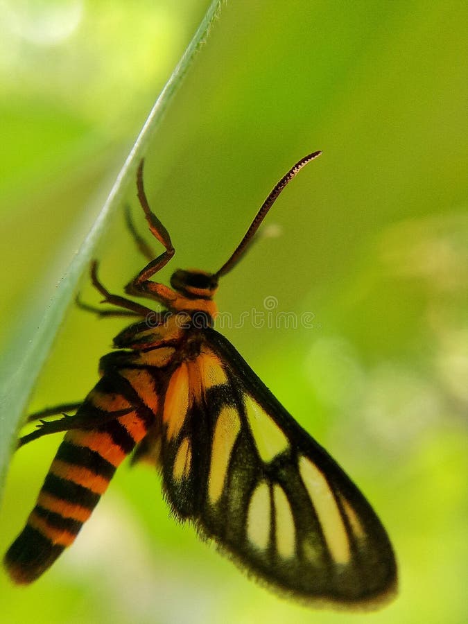 Orange Bug with Black Stripes Stock Photo - Image of insect, antenna ...