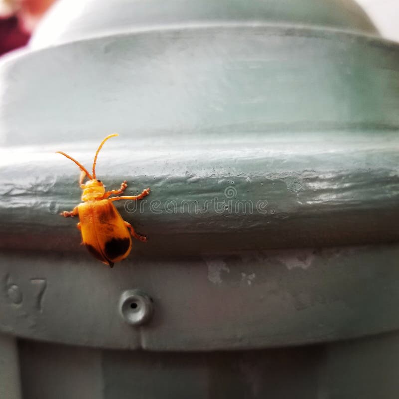 Orange Bug on Pole stock image. Image of weird, pole - 129071443