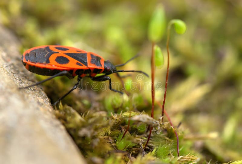The Orange Bug Reaches for a Blade Stock Image - Image of macro ...