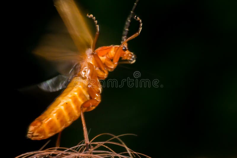 Orange bug ready to fly stock image. Image of area, inhealthful - 125584869
