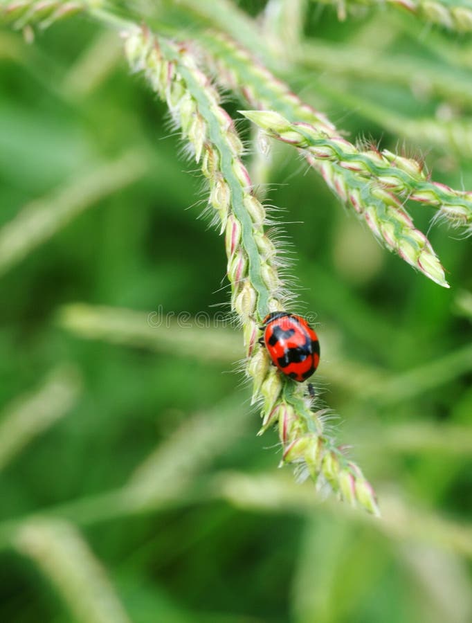 Orange bug stock photo. Image of foliage, closeup, bright - 48449634