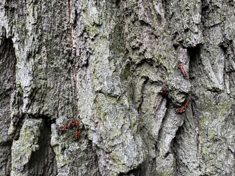 Orange bugs on tree bark stock photo. Image of beetle - 380477548