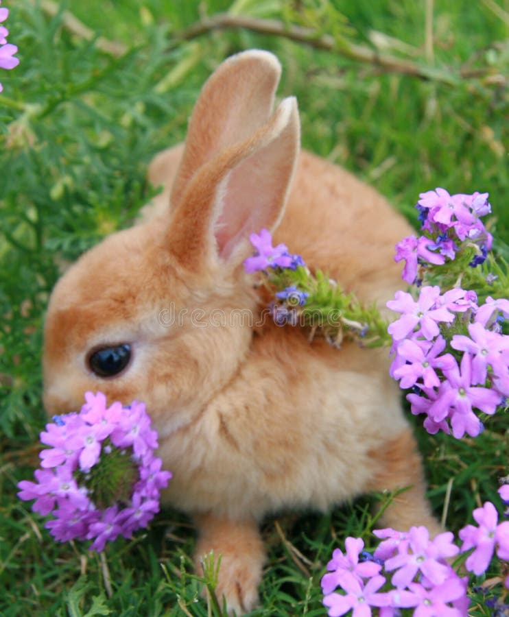 Orange bunny stock image. Image of baby, mini, animal - 1027867