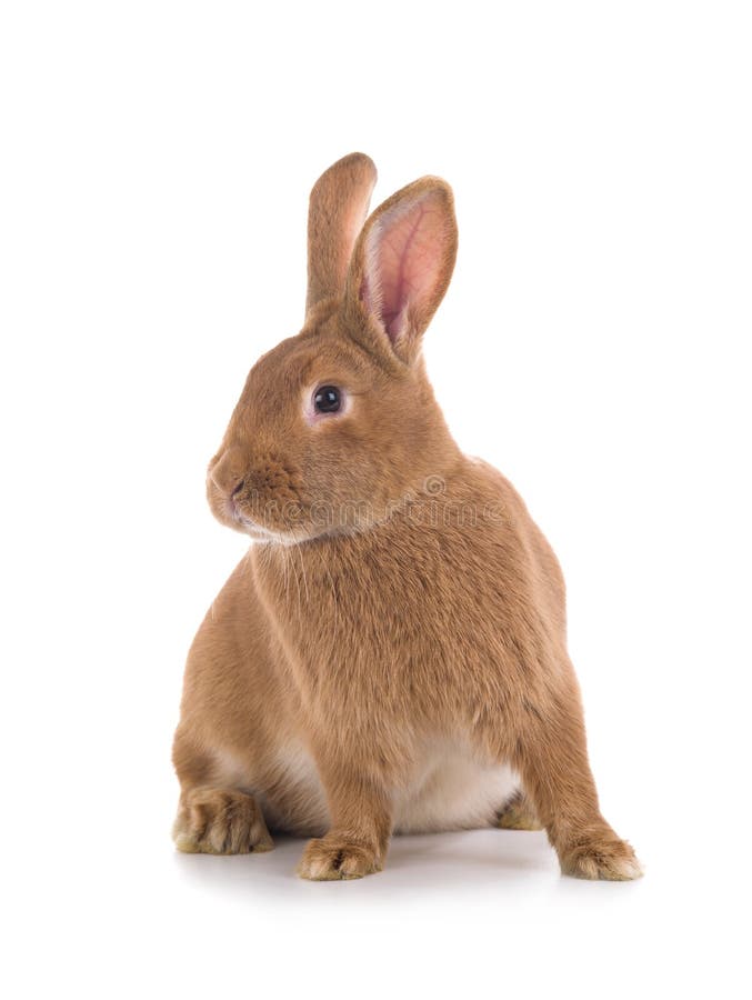Orange Bunny. Super Cute Lop Dwarf Rabbit on Isolated White Background ...