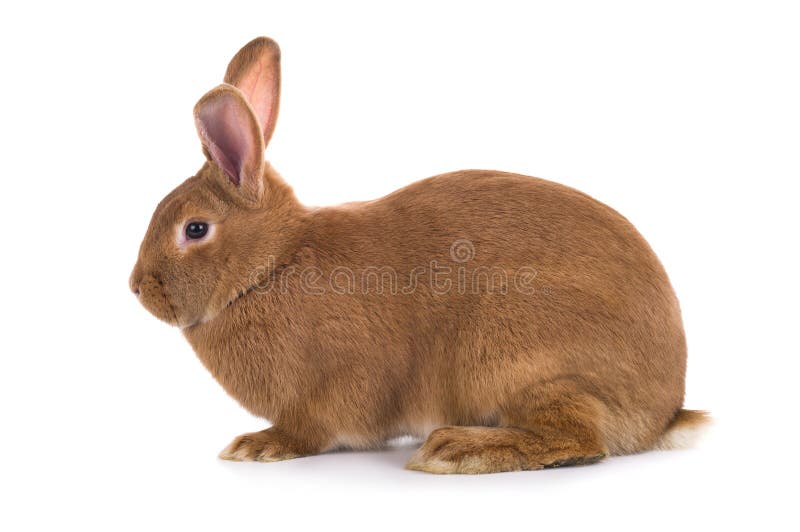 Orange Bunny is Isolated on a White Stock Photo - Image of brown ...