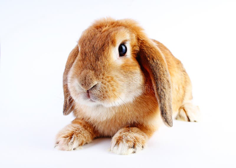 Orange Bunny. Super Cute Lop Dwarf Rabbit on Isolated White Background ...