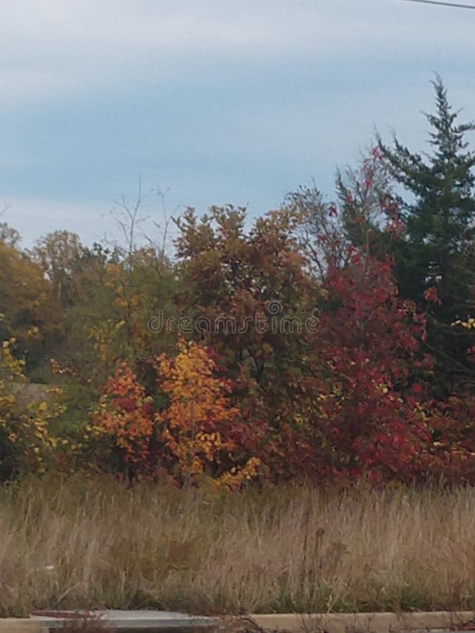 Orange Burnt Sienna Trees Field Stock Photo - Image of sienna, trees ...