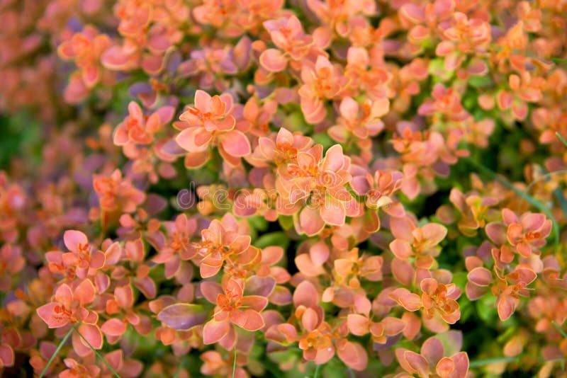 Orange Busch stockbild. Bild von schönheit, belaubt, kunst - 55574705