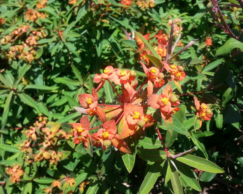 Orange Bush Flowers stock photo. Image of humboldt, garden - 97260596