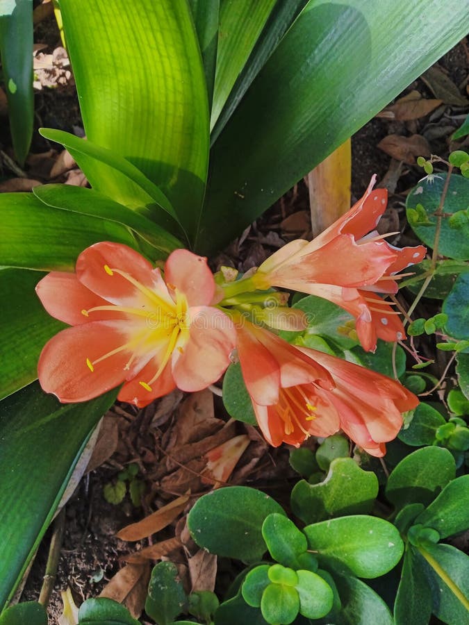 Bush Lily, Clivia Miniata Flower Closeup. Stock Image - Image of ...