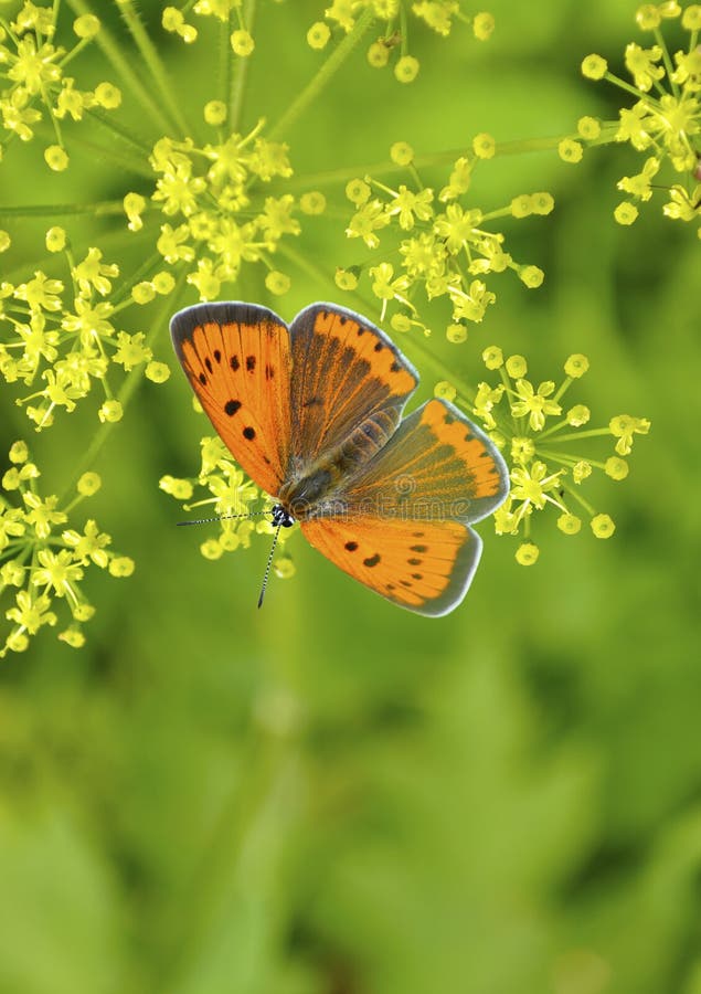 Orange butterfly stock image. Image of migratory, season - 28885489