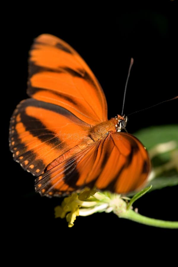 Orange butterfly stock image. Image of insect, beauty, black - 837107