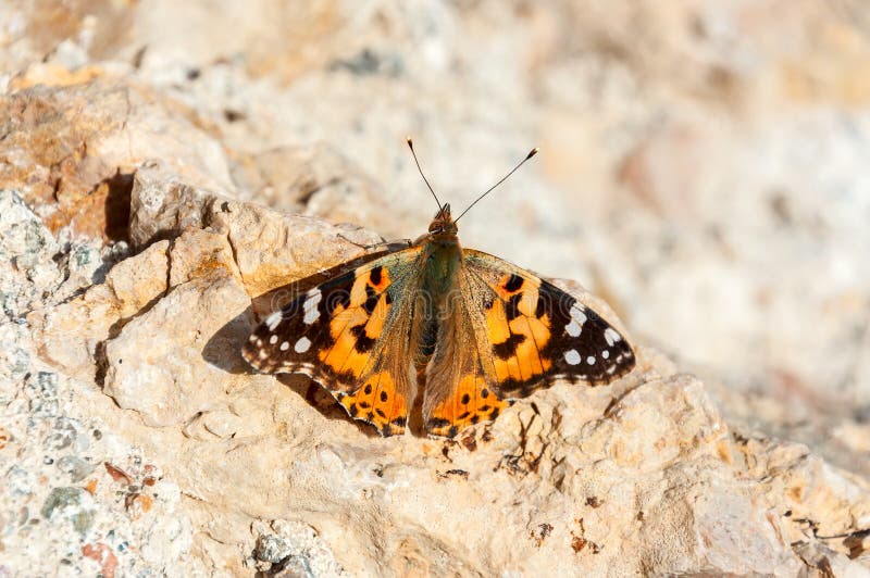 Orange butterfly stock photo. Image of color, orange - 54813868