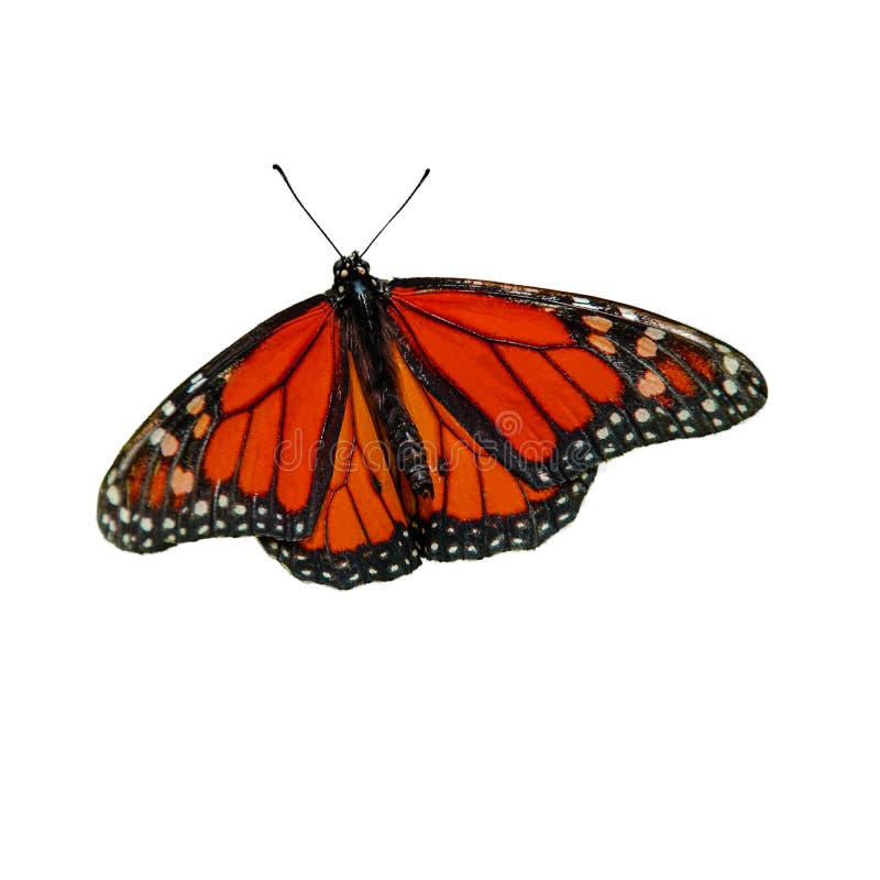 Orange Butterfly with Big Wings Lady Butterfly Wing Sweeping Over on ...