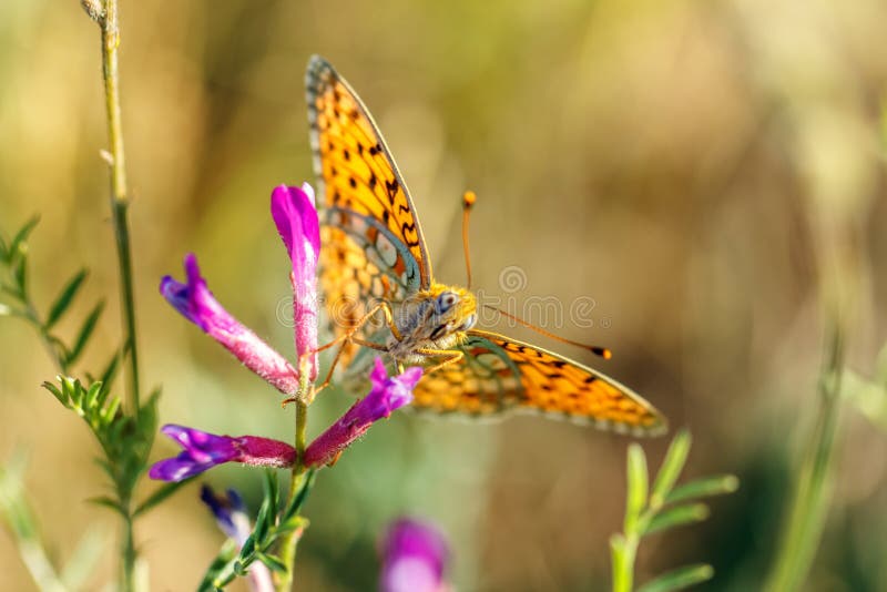 Large Orange Butterfly Argynnis Paphia with Black Spots and Strokes on ...
