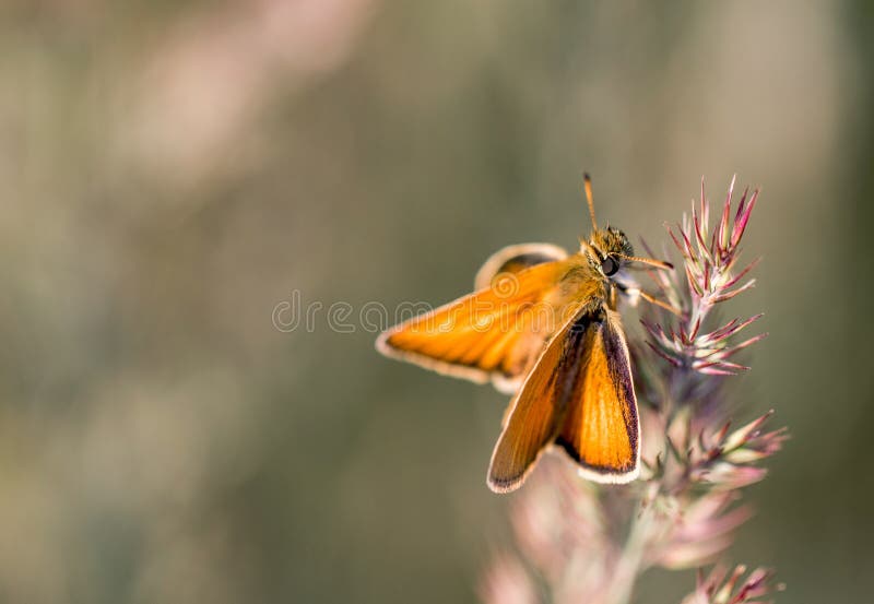 Orange Butterfly on a Blade Stock Image - Image of wings, background ...